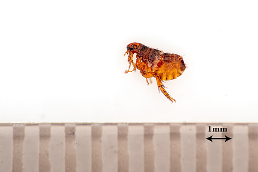 Apa itu kutu manusia, apa penyebabnya dan seperti apa sengatannya ...